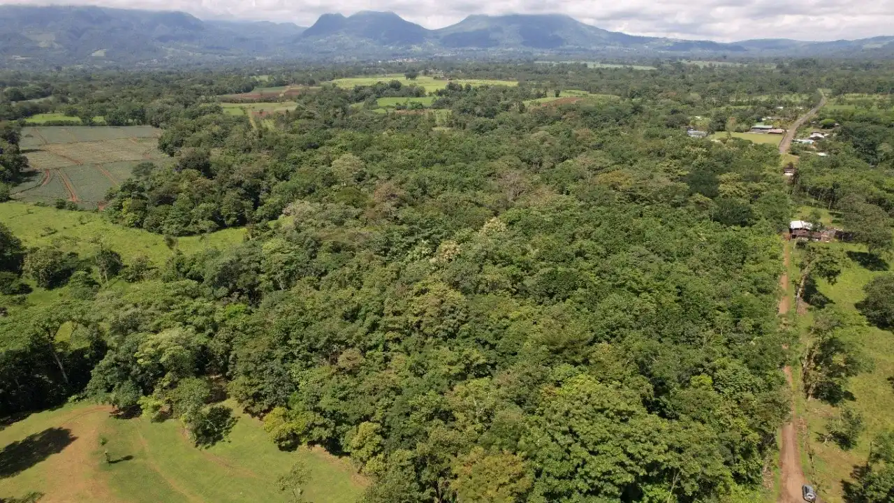 Reserva Oasis Reforestation: Restauración de la Esperanza en Costa Rica ...